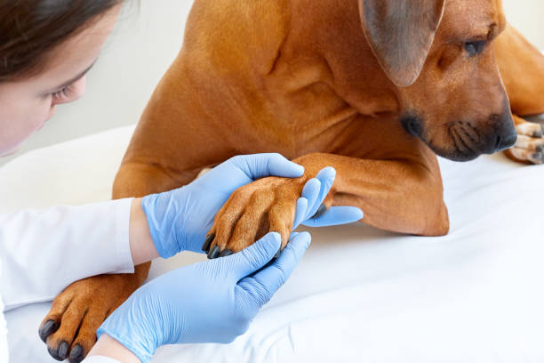 Il mastocitoma nel cane: perché è importante una diagnosi precoce ...
