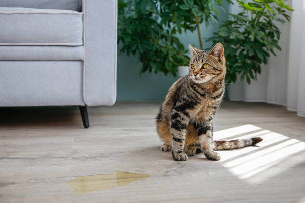 La Cistite Idiopatica Felina - SAnES Veterinari